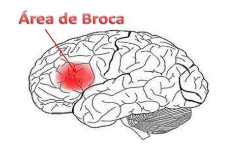 Cómo funciona el área de Broca del cerebro