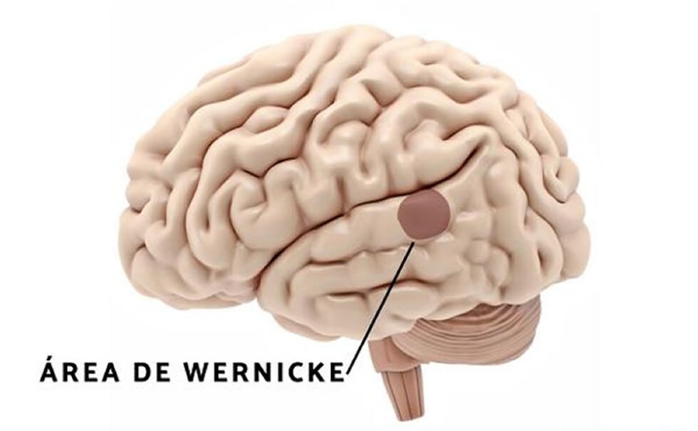 Cómo funciona el área del cerebro de Wernicke