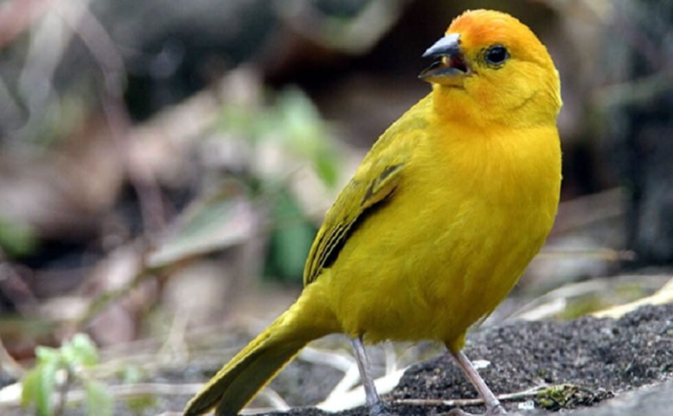 La psicología del color amarillo